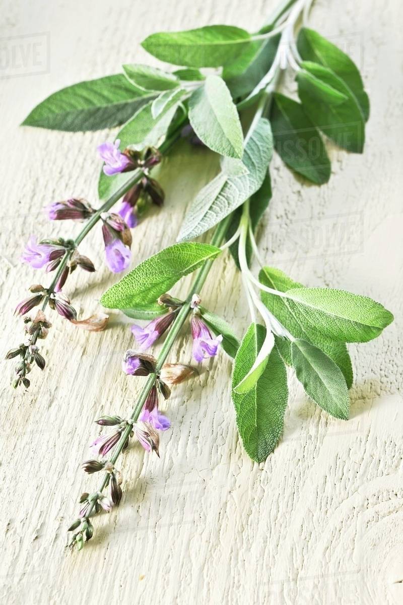 Sage with flowers - Royalty-free Stock Photo | Dissolve