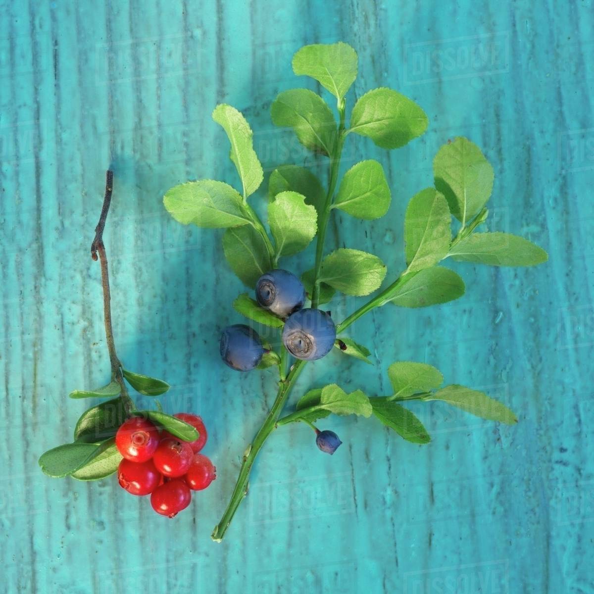 A sprig of fresh wild berries - Stock Photo - Dissolve