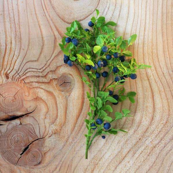 Blueberries on branch - Royalty-free Stock Photo | Dissolve