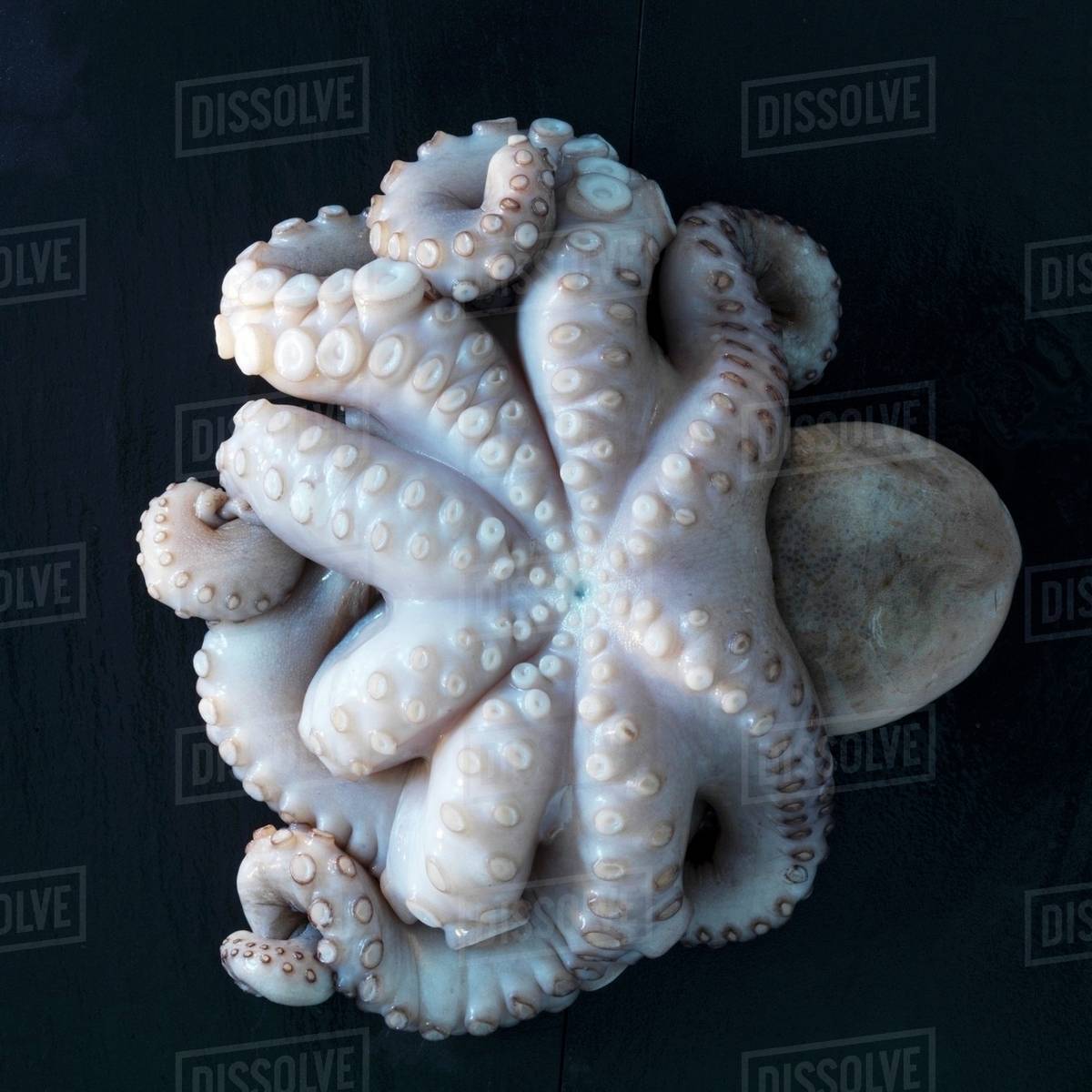 Fresh octopus - Royalty-free Stock Photo | Dissolve