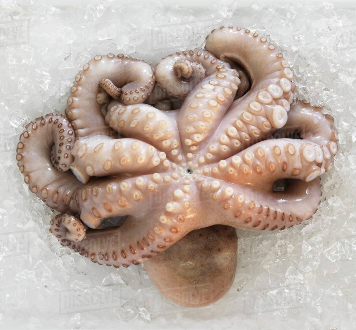 Fresh octopus on ice - Royalty-free Stock Photo | Dissolve