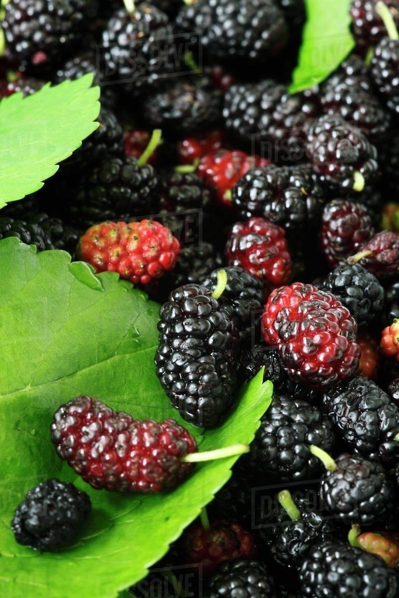 Fresh Mulberries - Stock Photo - Dissolve