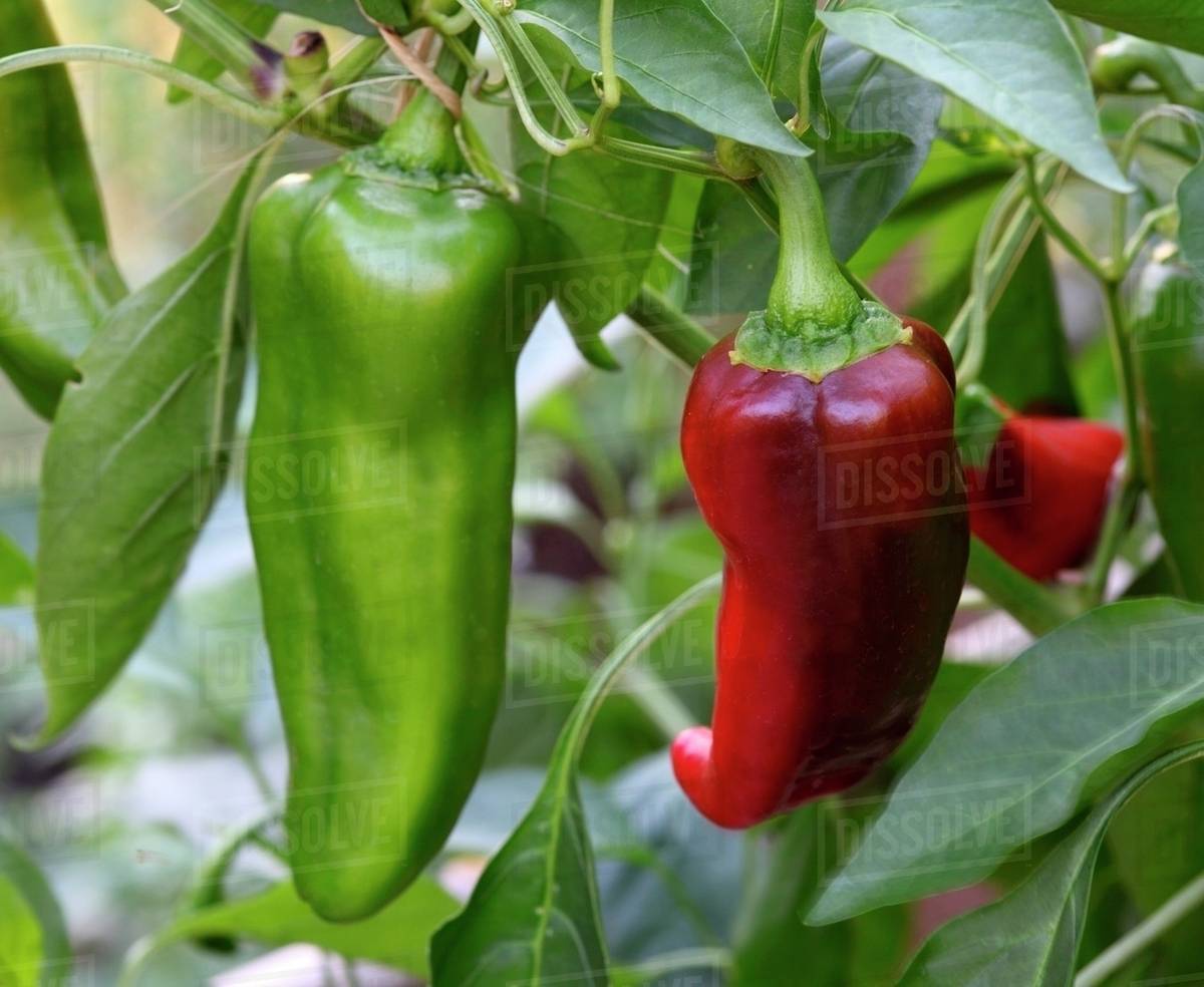 A Romano pepper on the plant - Stock Photo - Dissolve