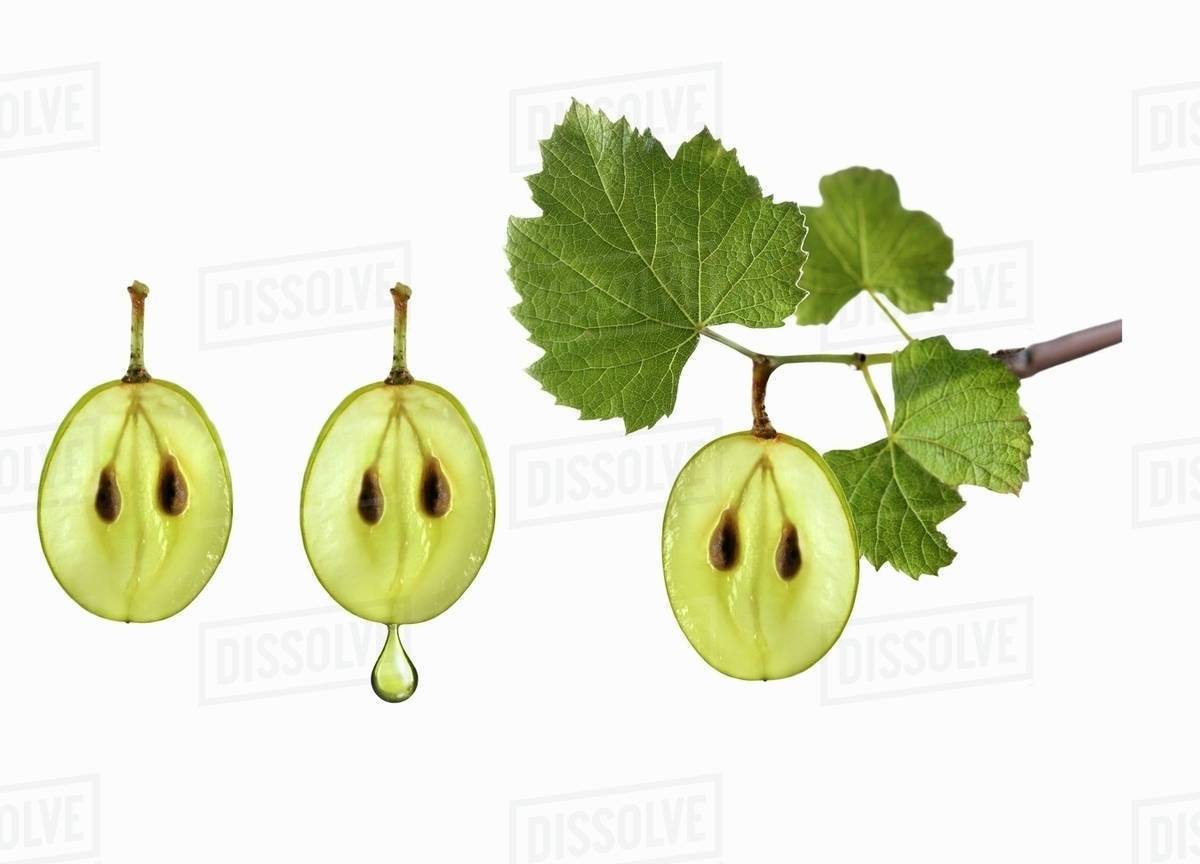 Symbol for grape seed oil - Stock Photo - Dissolve