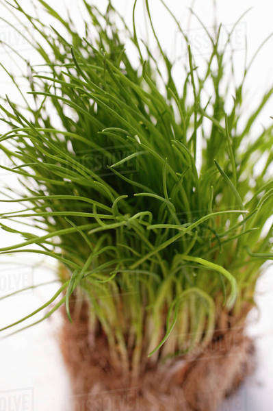 Chives with roots - Royalty-free Stock Photo | Dissolve