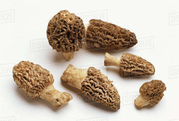 Fresh morels - Royalty-free Stock Photo | Dissolve