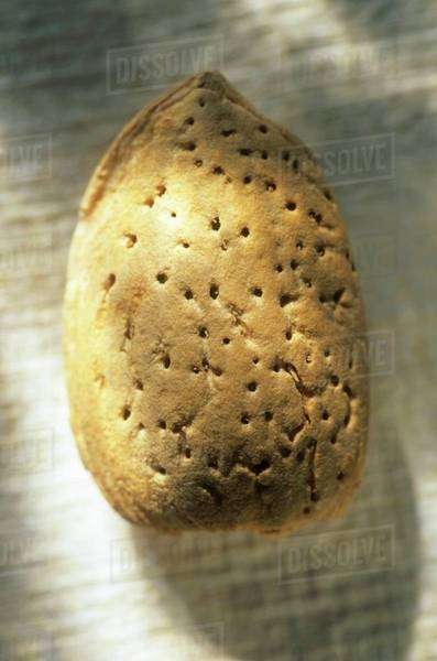 Whole Almond in Shell - Royalty-free Stock Photo | Dissolve