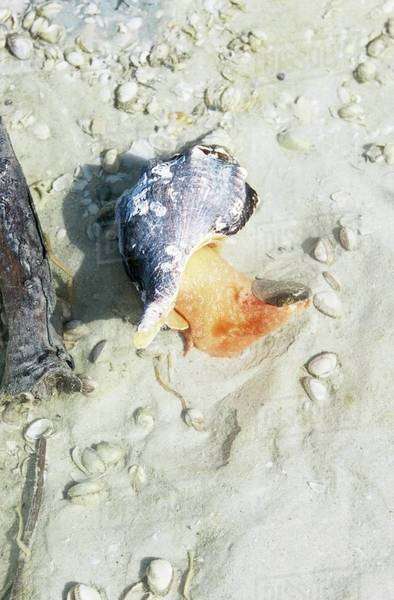 Live Conch on the Beach - Royalty-free Stock Photo | Dissolve
