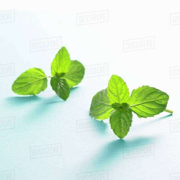 Fresh mint - Royalty-free Stock Photo | Dissolve