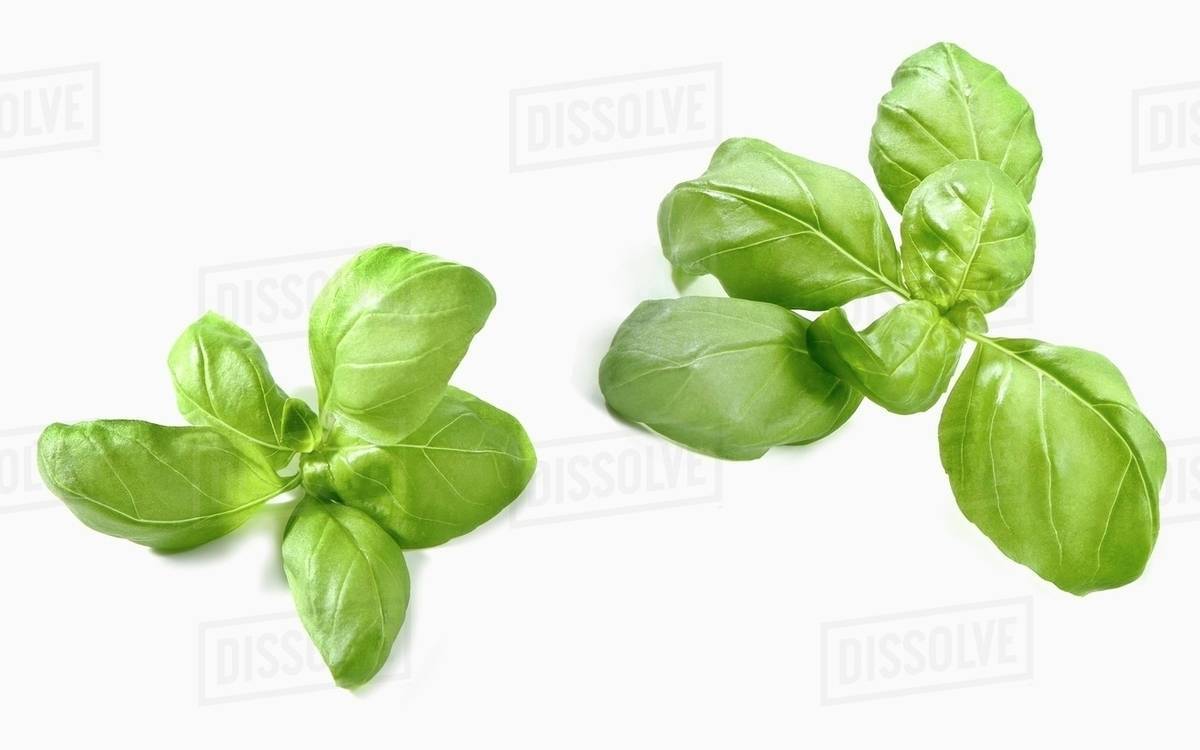 Fresh basil - Royalty-free Stock Photo | Dissolve