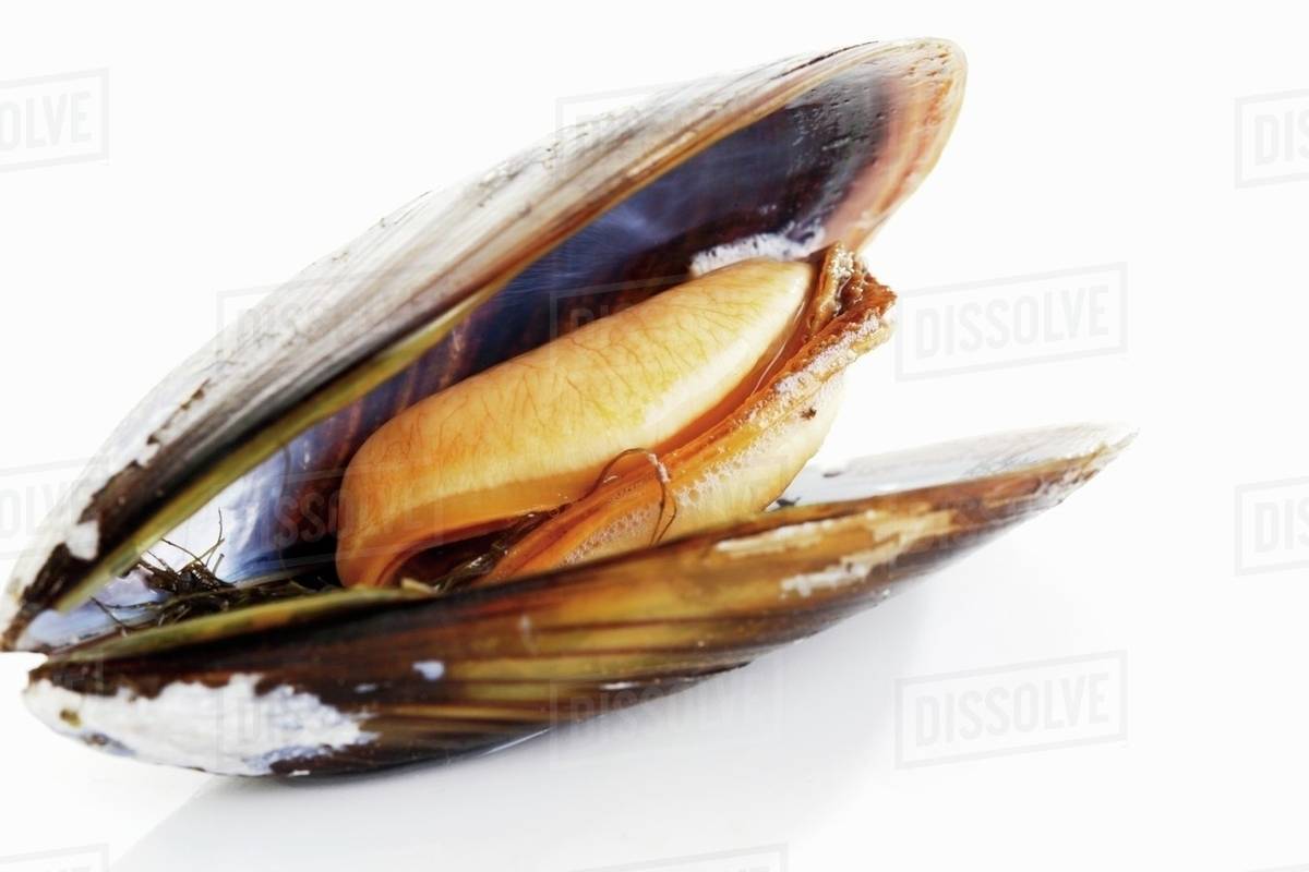 An open mussel - Royalty-free Stock Photo | Dissolve