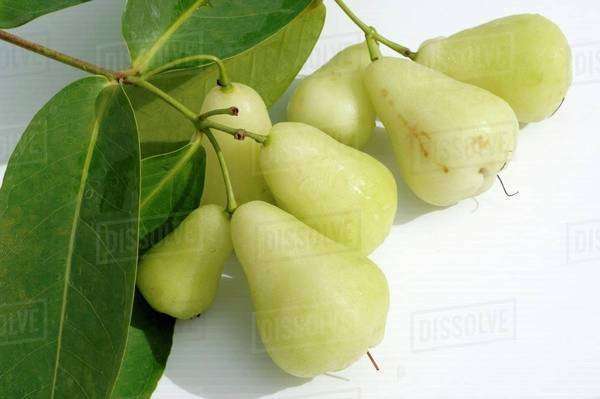 Green Java apples with branch - Stock Photo - Dissolve