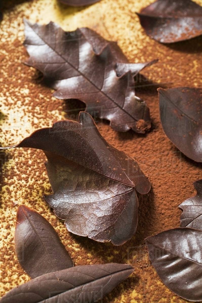 Several different chocolate leaves on cocoa powder (overhead) - Royalty ...