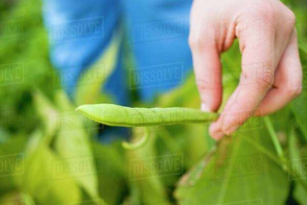 Hand holding green bean on the plant - Royalty-free Stock Photo | Dissolve