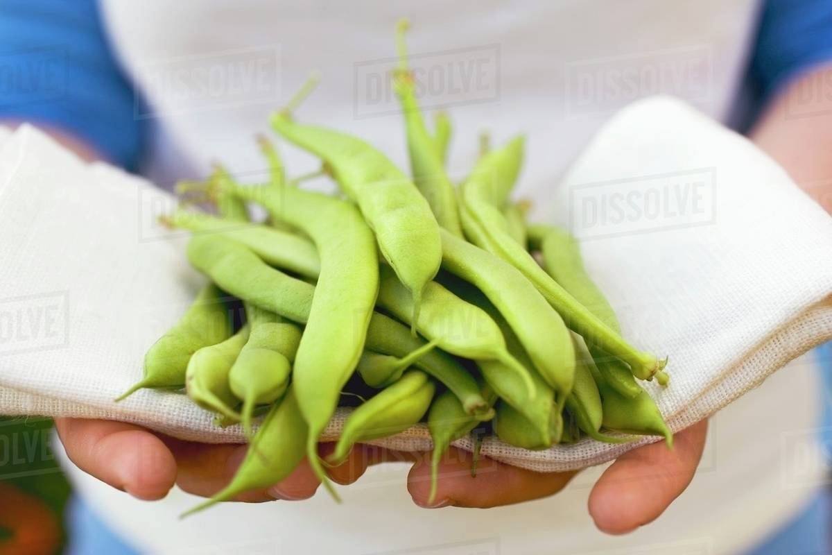 Hands holding green beans on linen cloth - Stock Photo - Dissolve