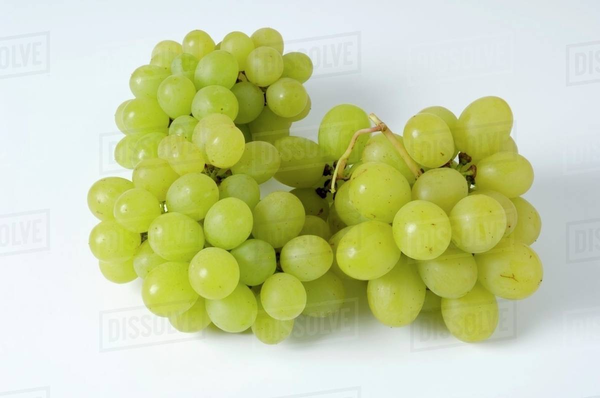 Green grapes, variety Queen of the Vineyard - Stock Photo - Dissolve