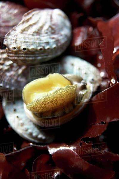 Abalone (sea snail) with seaweed - Stock Photo - Dissolve
