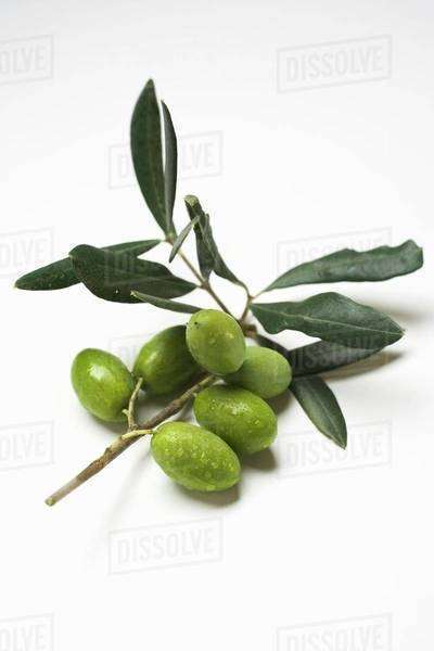 Olive sprig with green olives - Stock Photo - Dissolve