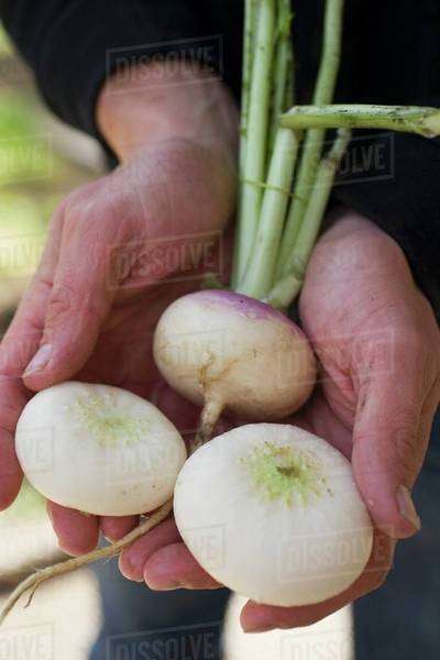Hands holding three turnips - Stock Photo - Dissolve