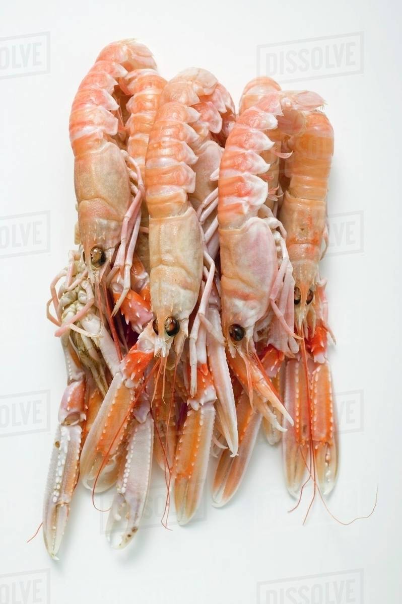 Scampi on white background - Royalty-free Stock Photo | Dissolve