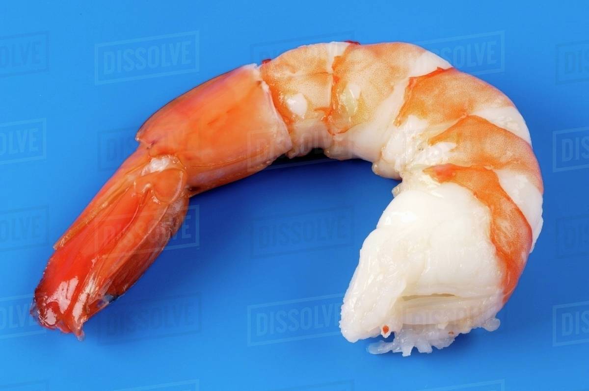 Cooked king prawn - Stock Photo - Dissolve