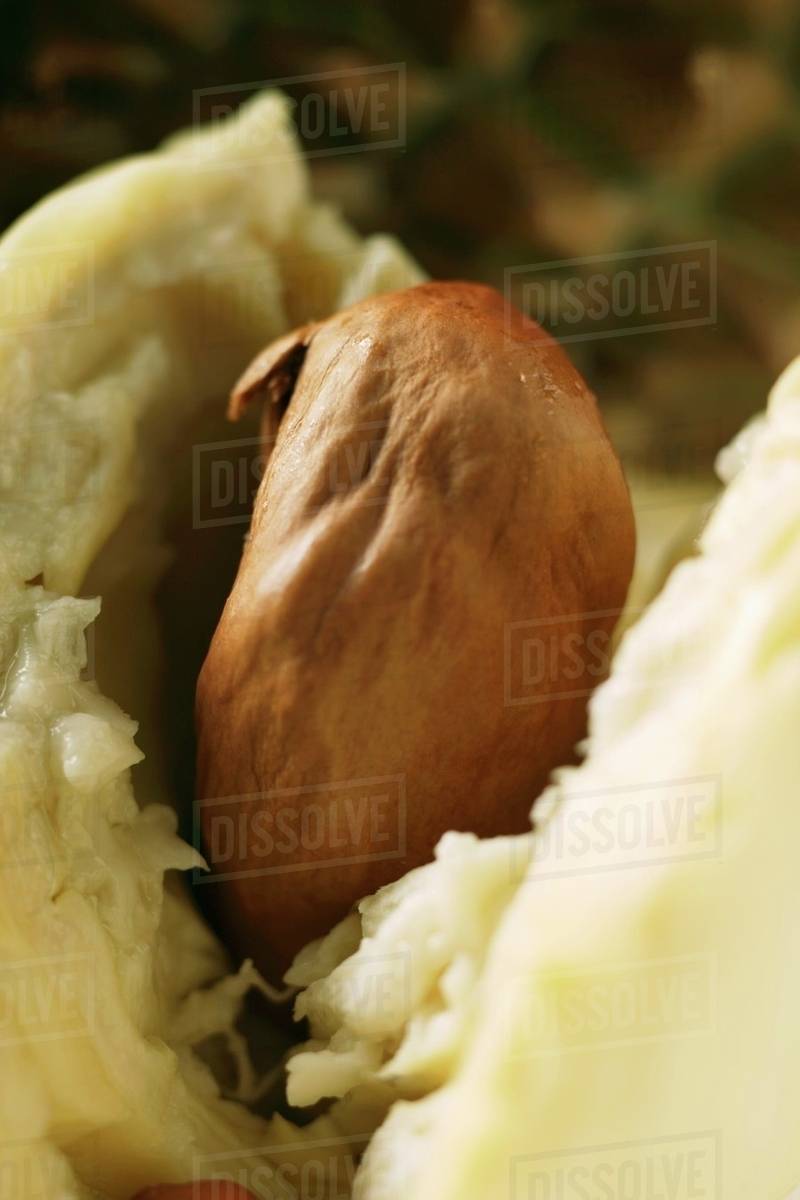 Durian (detail of flesh with stone) - Royalty-free Stock Photo | Dissolve