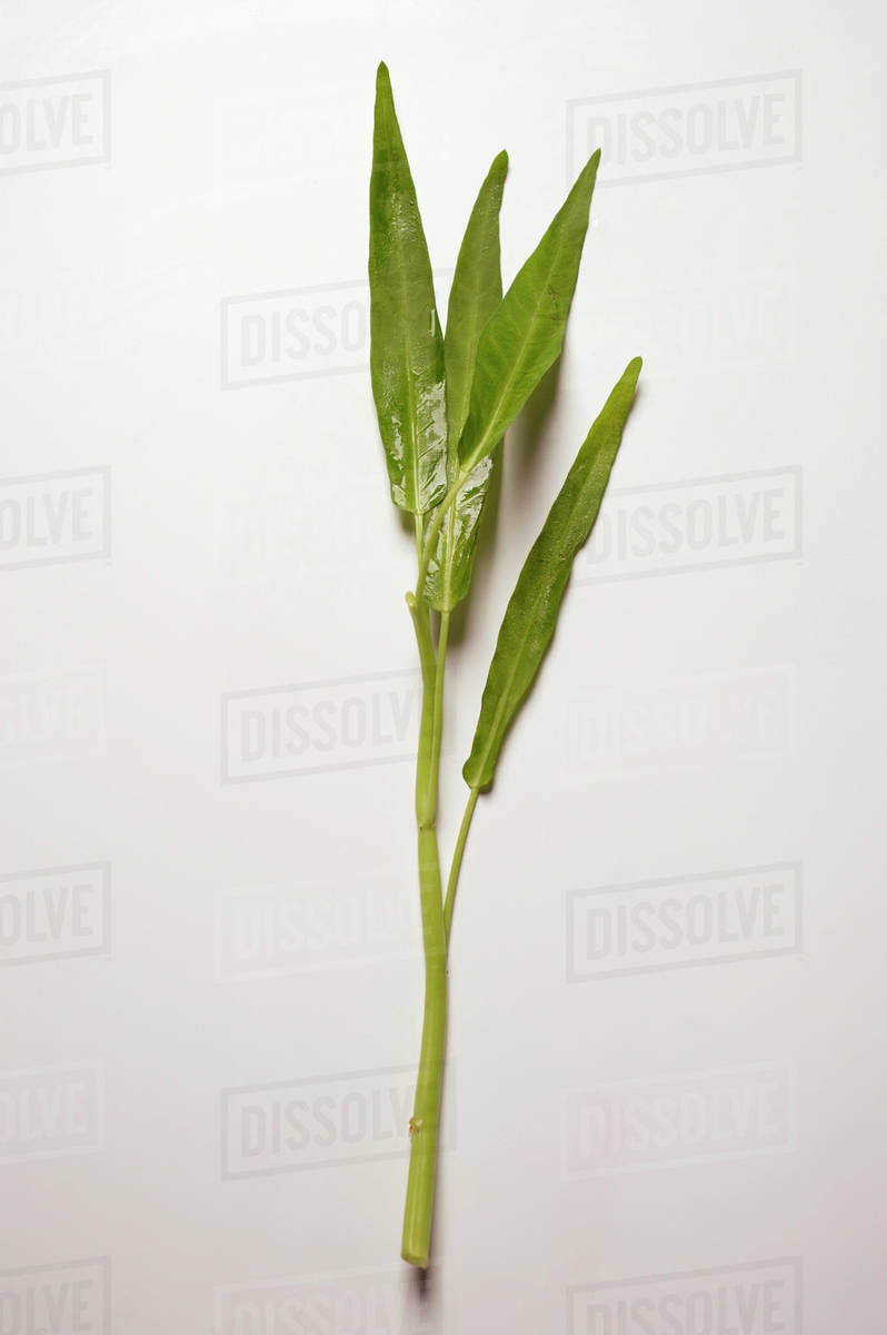 Fresh water spinach - Royalty-free Stock Photo | Dissolve