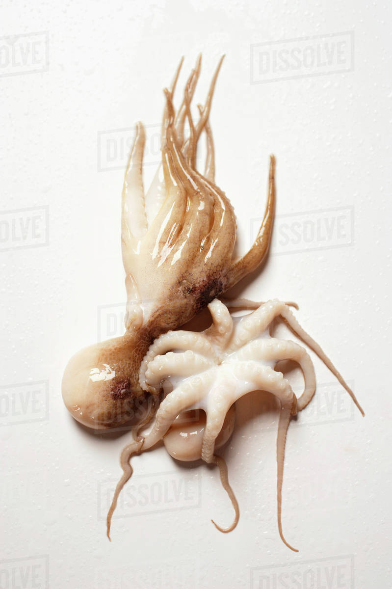 Two mini-octopuses - Stock Photo - Dissolve