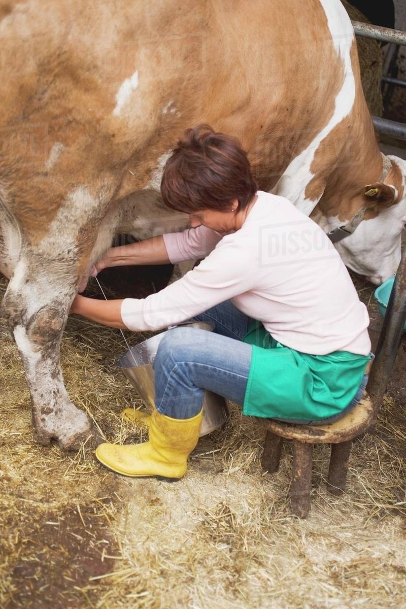 Cow being milked - Royalty-free Stock Photo | Dissolve