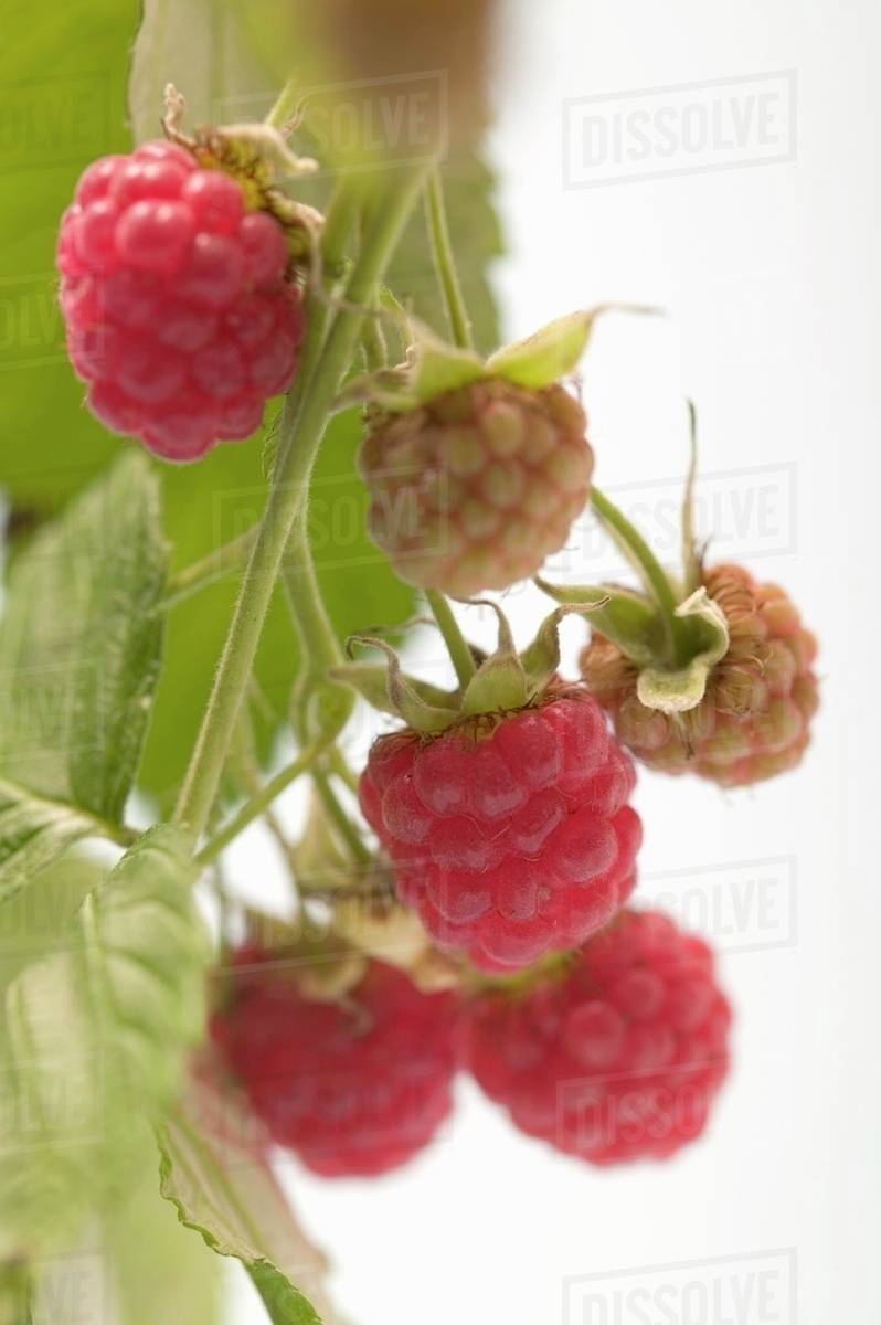 Raspberries on the cane (close-up) - Royalty-free Stock Photo | Dissolve