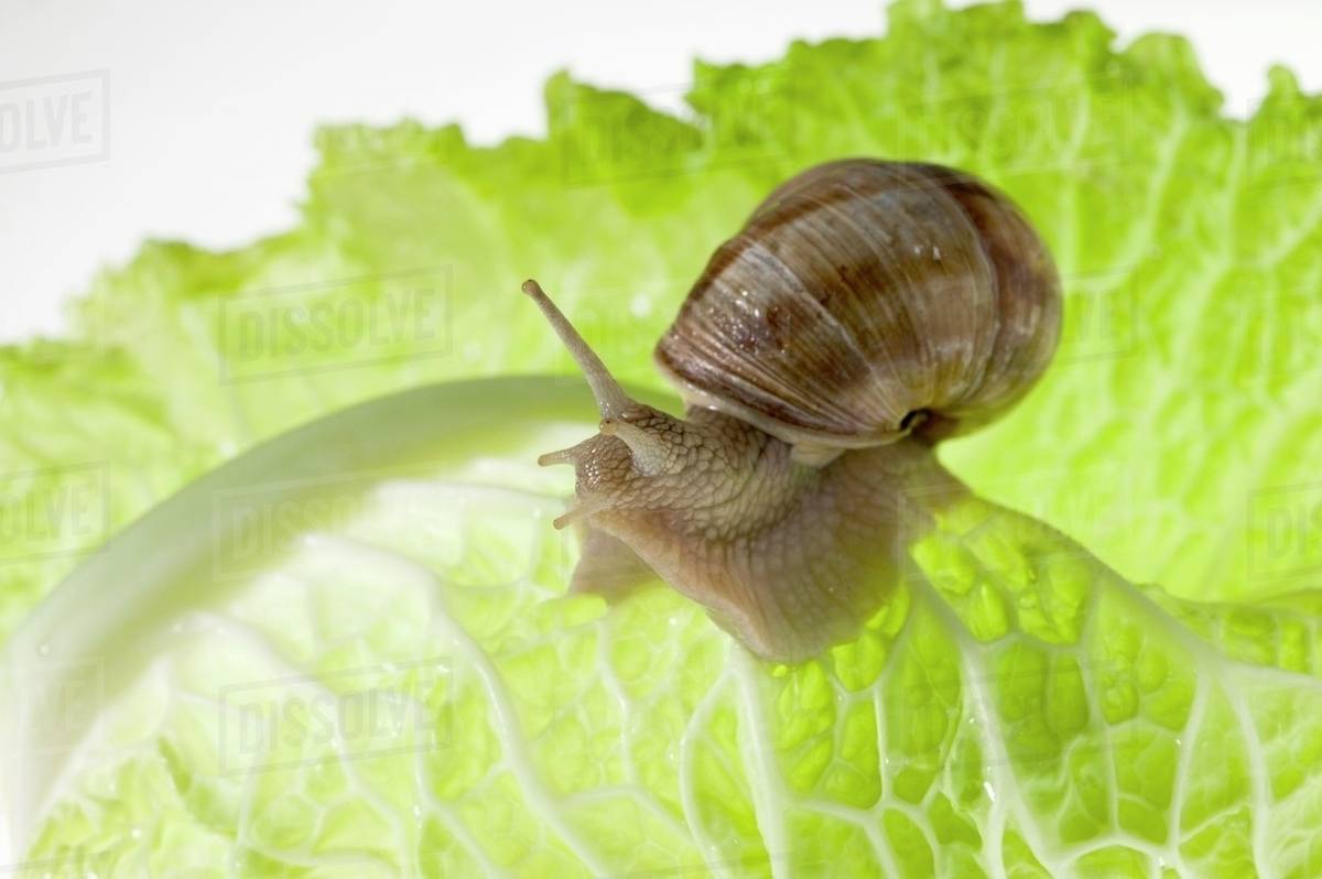Snail on lettuce leaf - Royalty-free Stock Photo | Dissolve