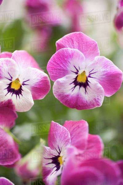 Pink pansies - Royalty-free Stock Photo | Dissolve