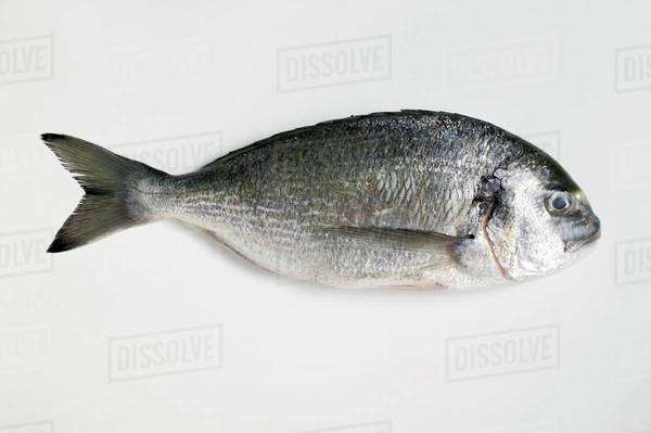 Gilthead bream - Royalty-free Stock Photo | Dissolve