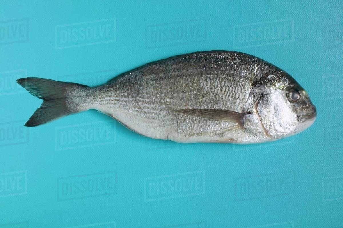 Gilthead bream on blue background - Royalty-free Stock Photo | Dissolve