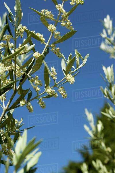 Olive tree with blossom - Royalty-free Stock Photo | Dissolve