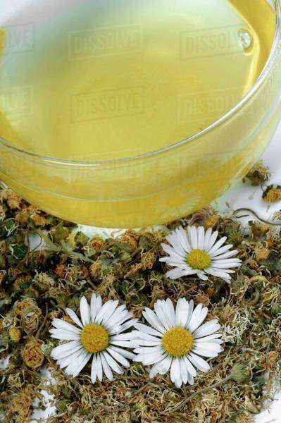 Daisy tea with fresh and dried daisies - Royalty-free Stock Photo ...