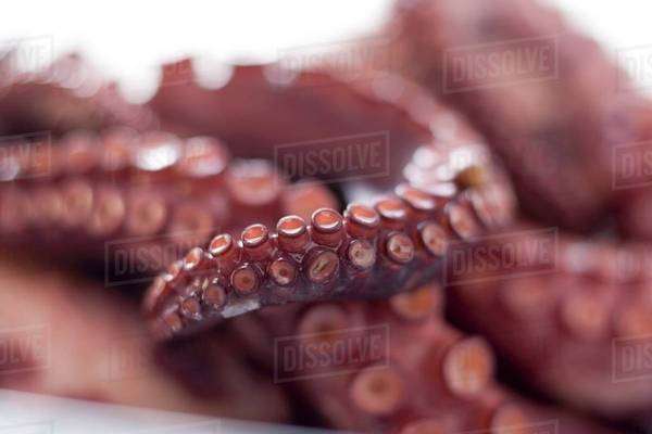 Smoked octopus - Royalty-free Stock Photo | Dissolve