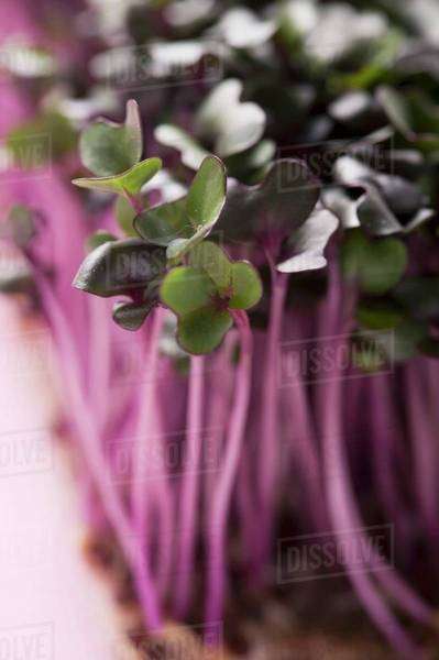 Fresh cress (close-up) - Royalty-free Stock Photo | Dissolve