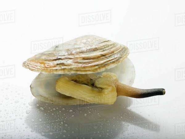 Clam in shell - Stock Photo - Dissolve