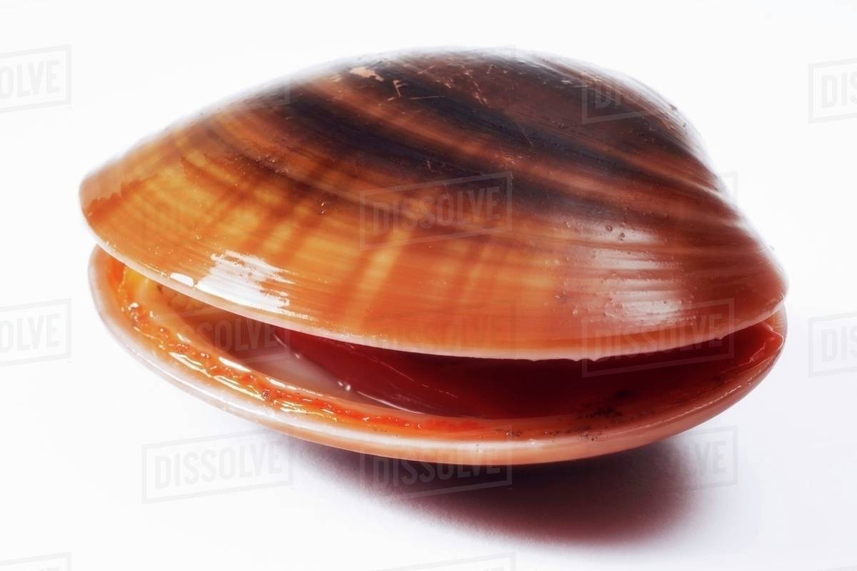 Clam (close-up) - Royalty-free Stock Photo | Dissolve