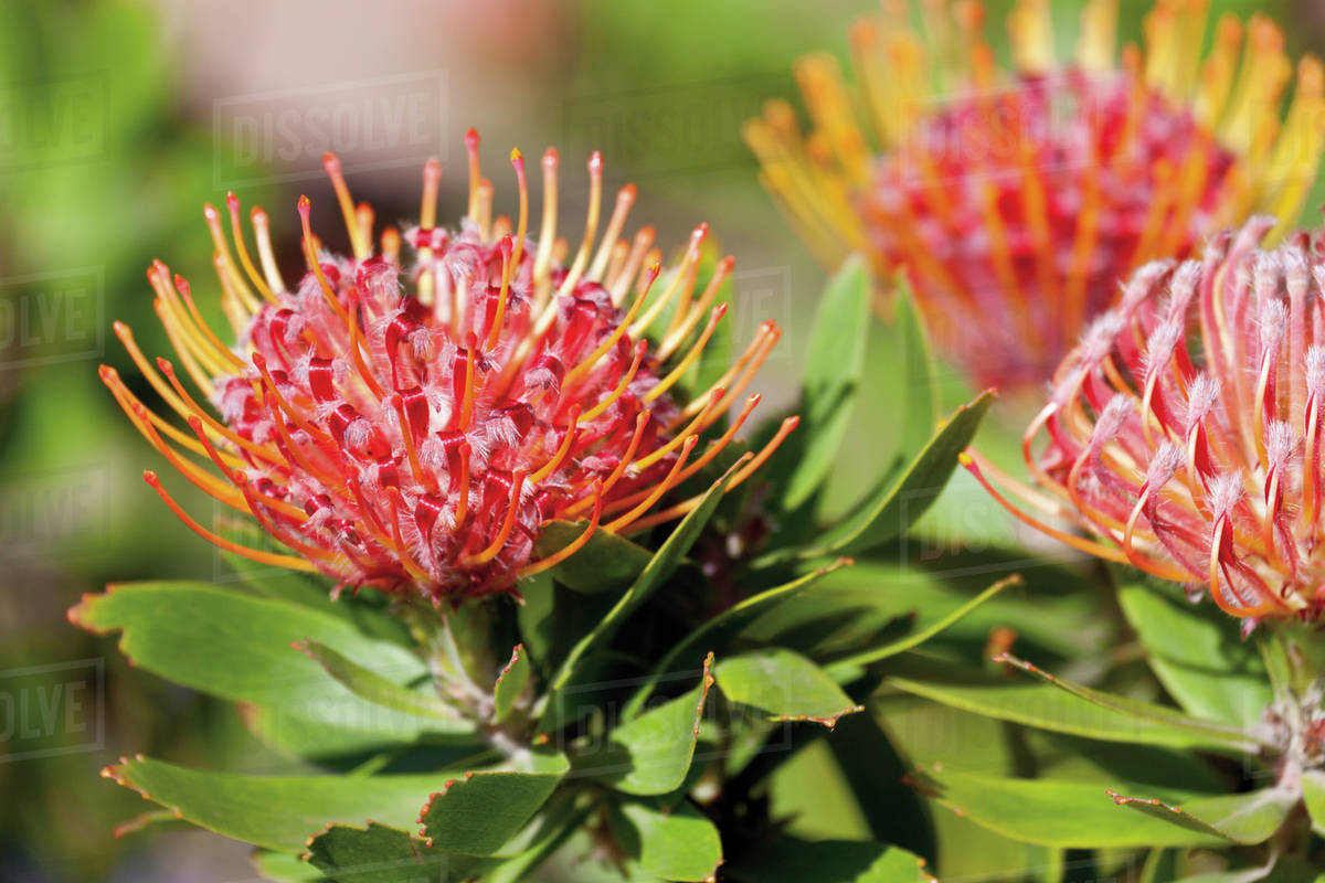 Proteaceae, close up - Stock Photo - Dissolve