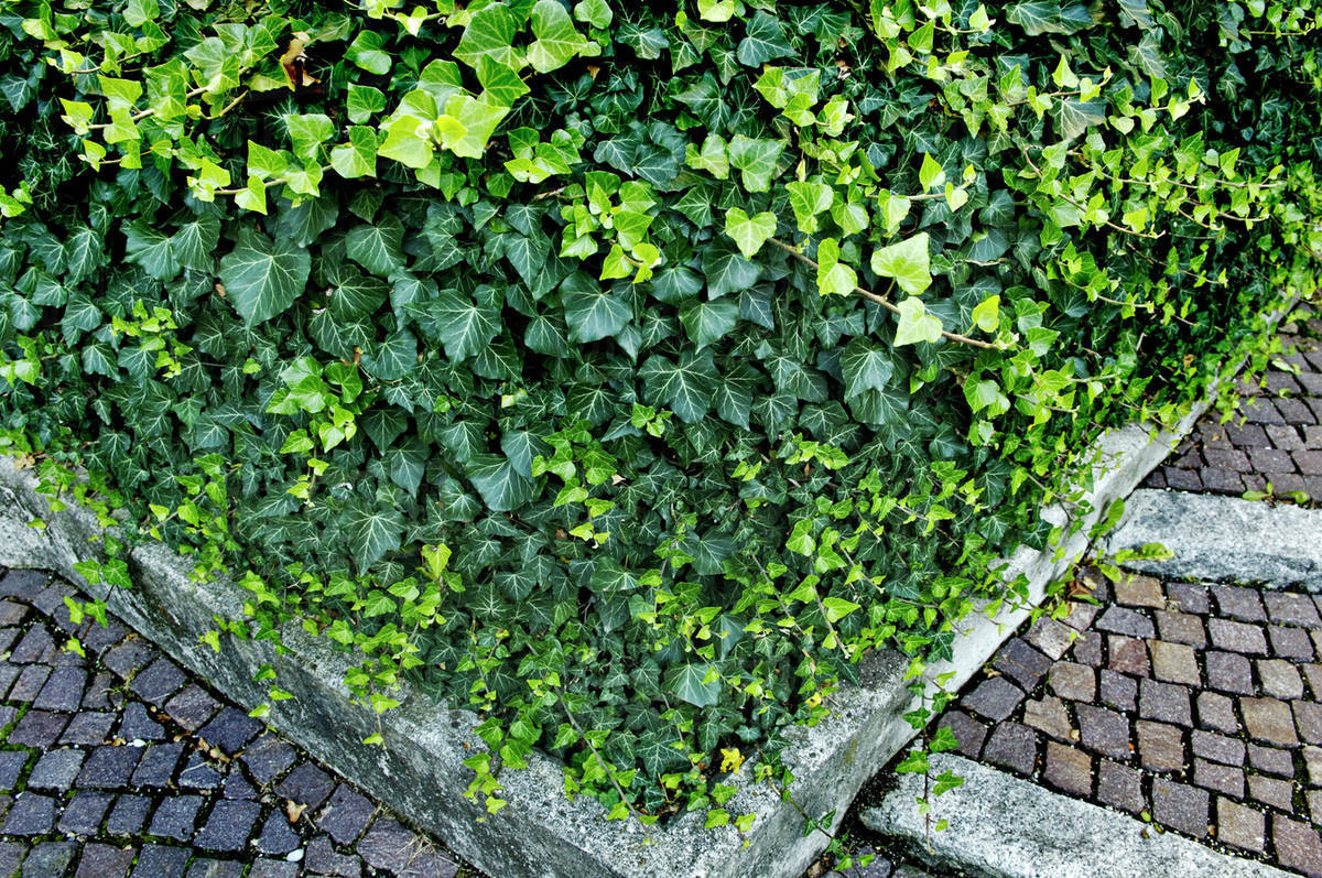 Ivy (Hedera helix), elevated view - Stock Photo - Dissolve