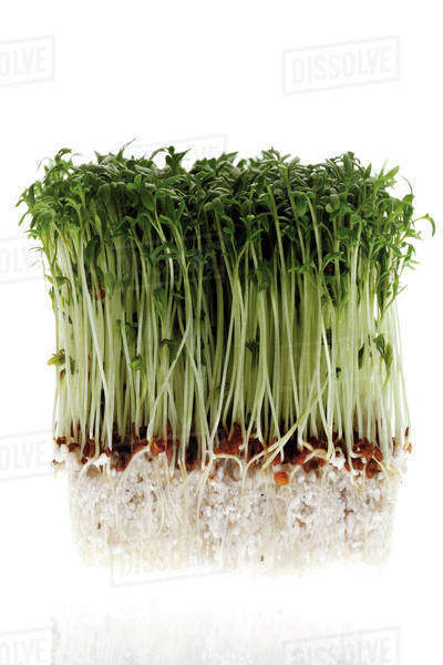 Cress sprouts - Stock Photo - Dissolve