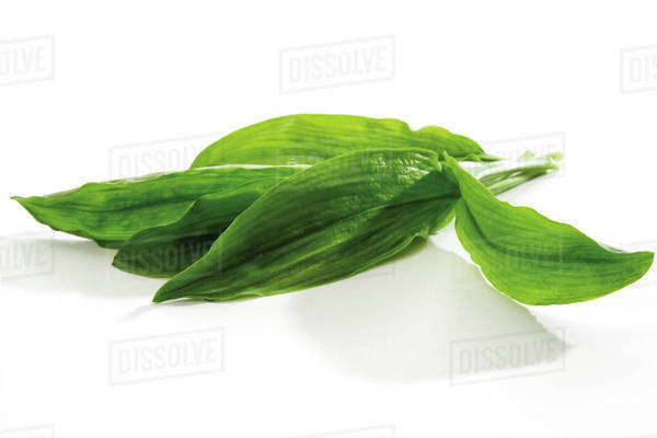 Ramson, close-up - Stock Photo - Dissolve