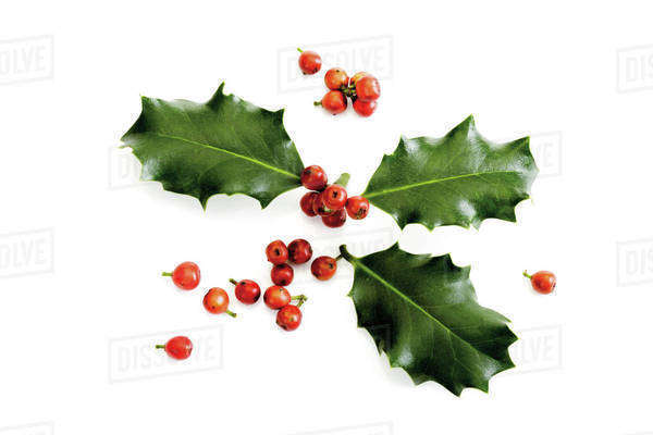 Holly twig (Ilex aquifolium), close-up - Stock Photo - Dissolve