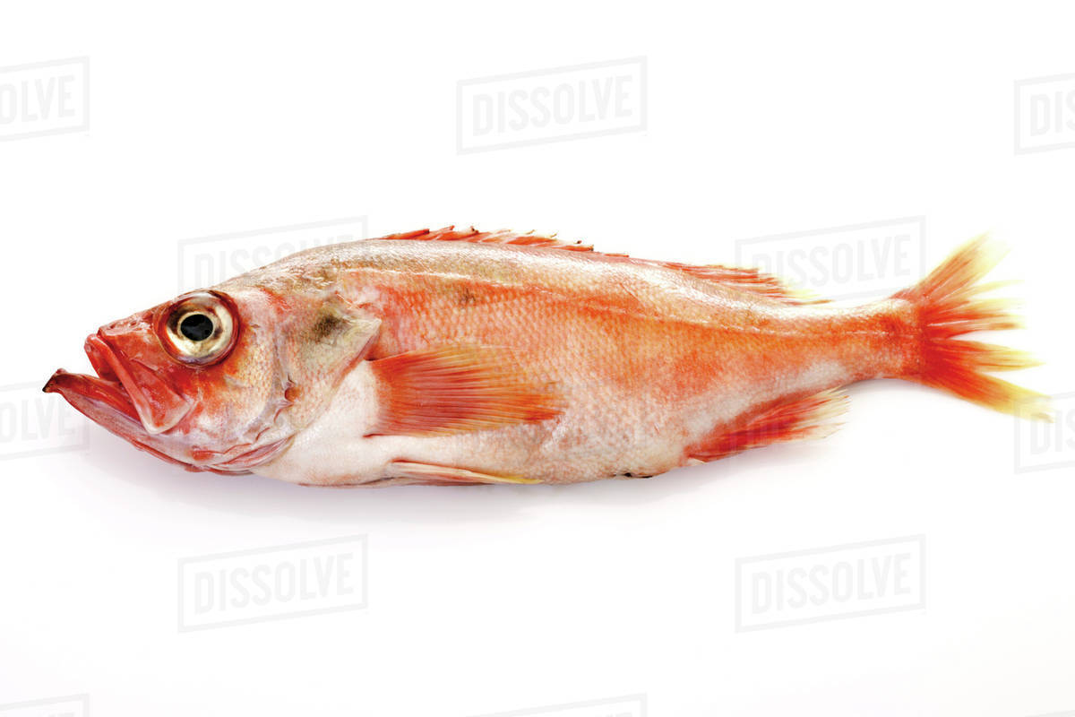 Redfish, elevated view - Stock Photo - Dissolve