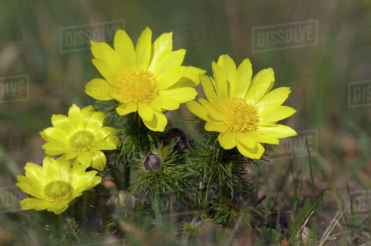 Adonis vernalis, close-up - Stock Photo - Dissolve