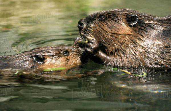 Beaver with pup, animal portrait - Stock Photo - Dissolve