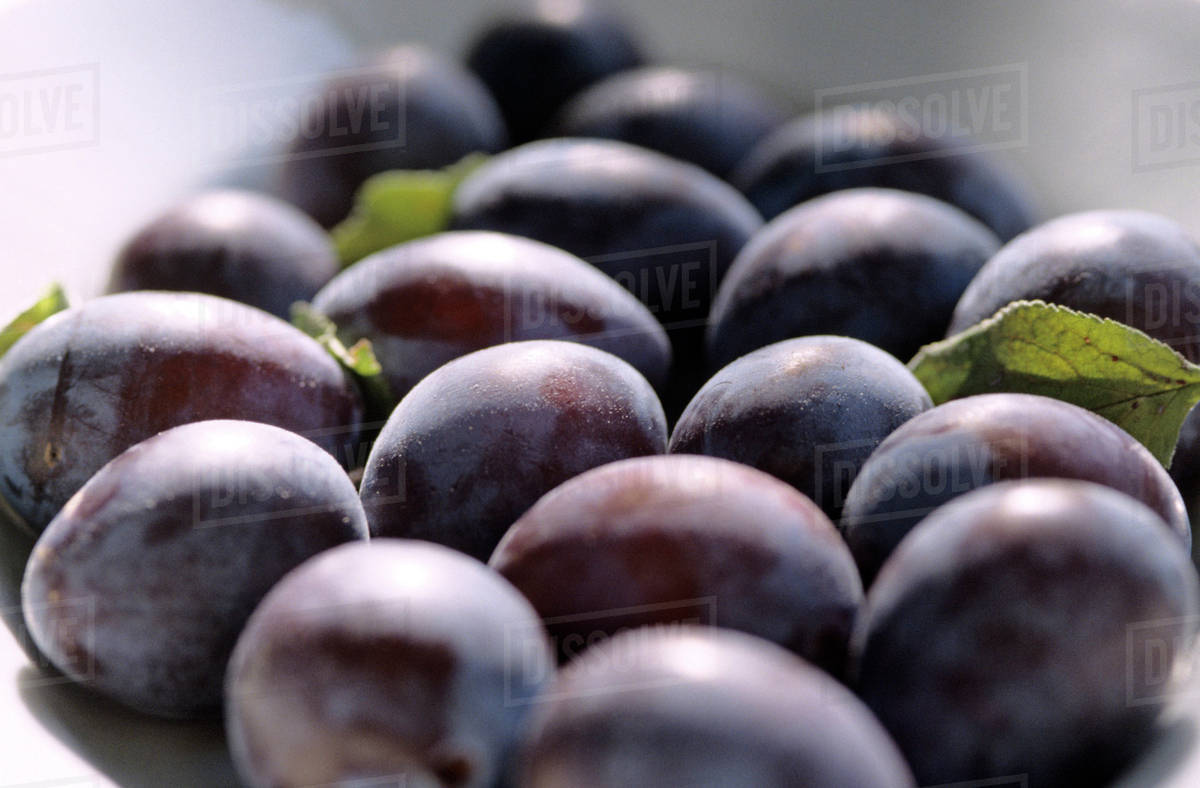 Plums, close-up - Stock Photo - Dissolve