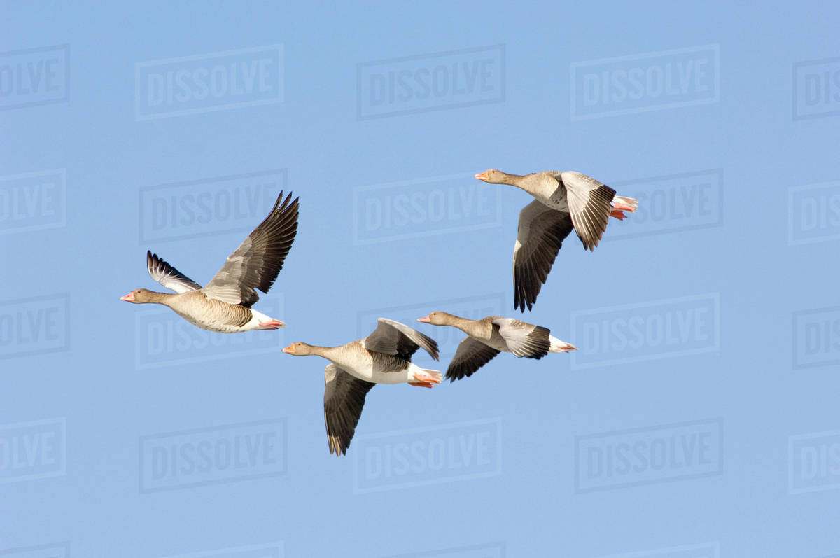 Grey geese flying, low angle view - Stock Photo - Dissolve